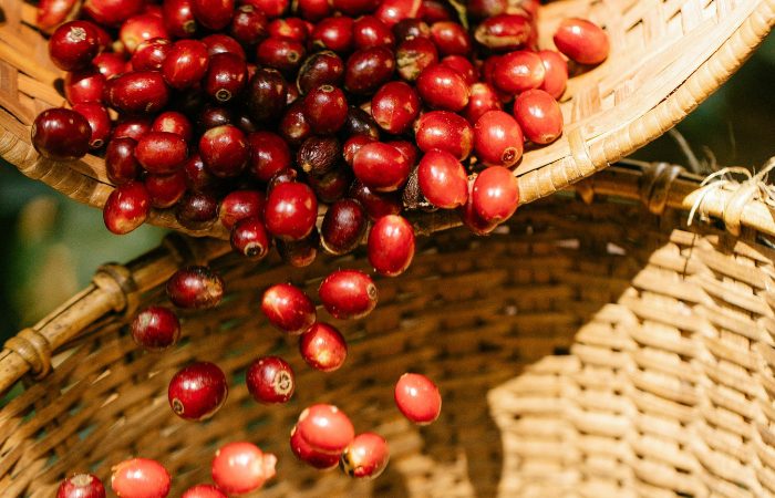 Kenya | The Jewel of African Coffee - SIPBIE CAFFE & ROASTING COMPANY